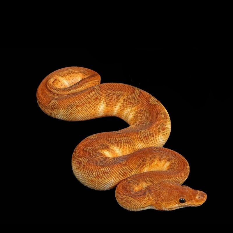 Cobras Python para Compra - Variedade e Cuidados