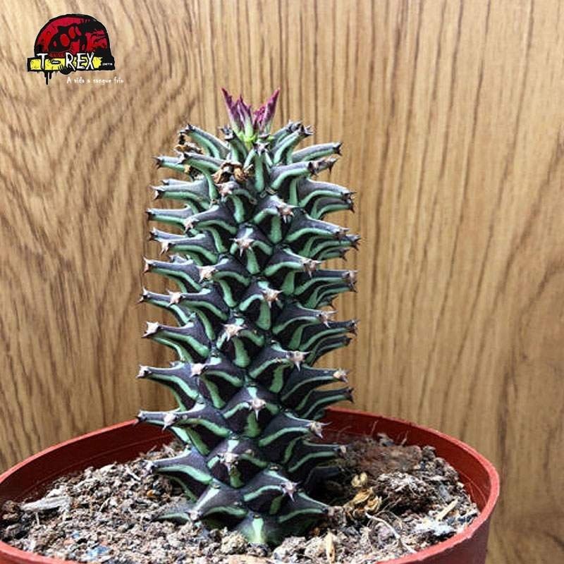 Muda de planta Coleus: A planta fácil de cuidar e versátil perfeita ...